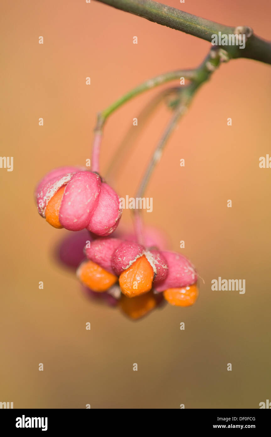 European Spindle tree (Euonymus europaeus), Haren, Emsland, Lower ...