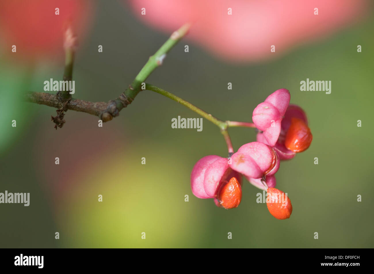 European Spindle tree (Euonymus europaeus), Haren, Emsland, Lower ...