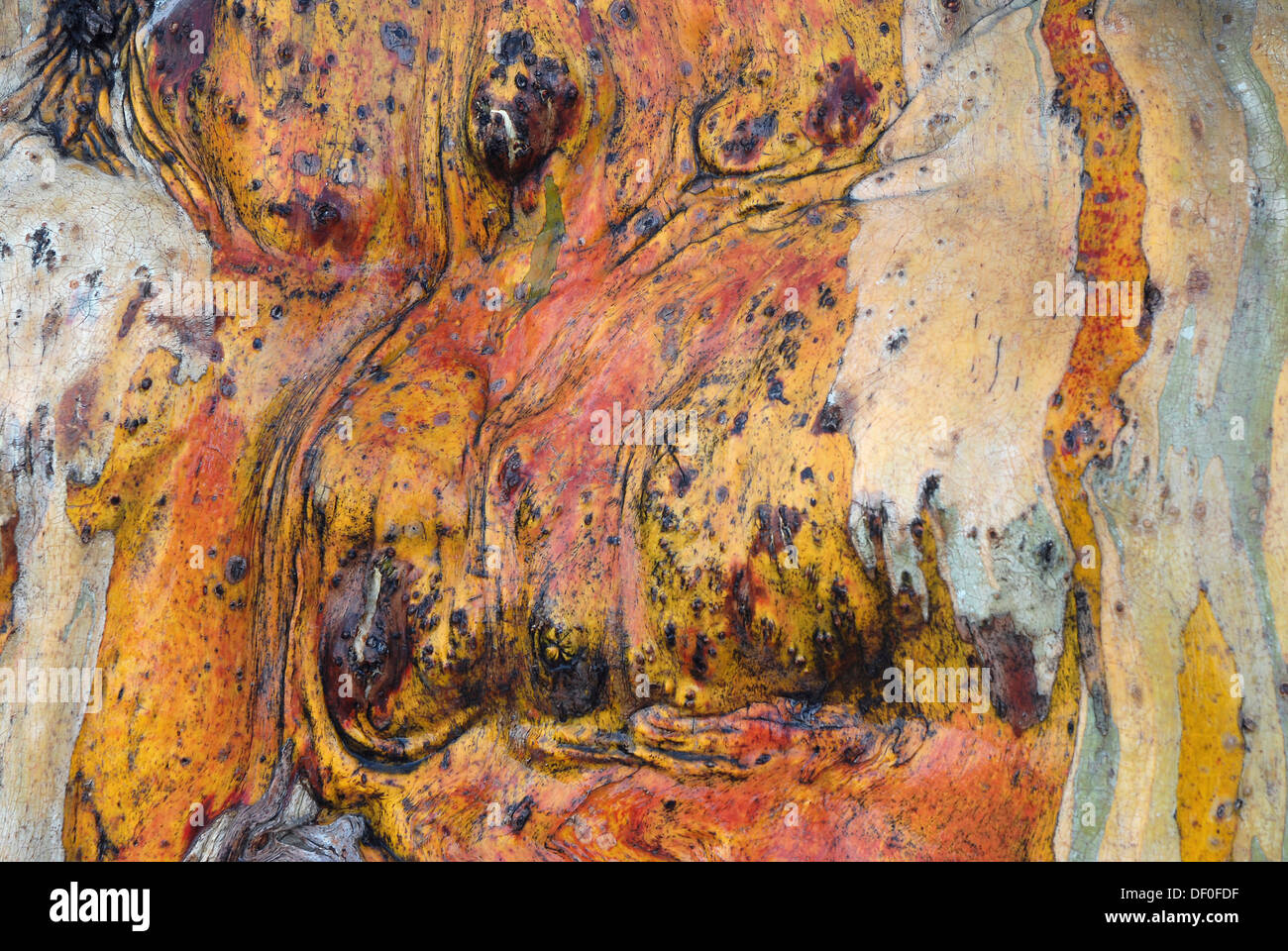 Snow Gum (Eucalyptus pauciflora) bark, Snowy Mountains, Kosciuszko ...