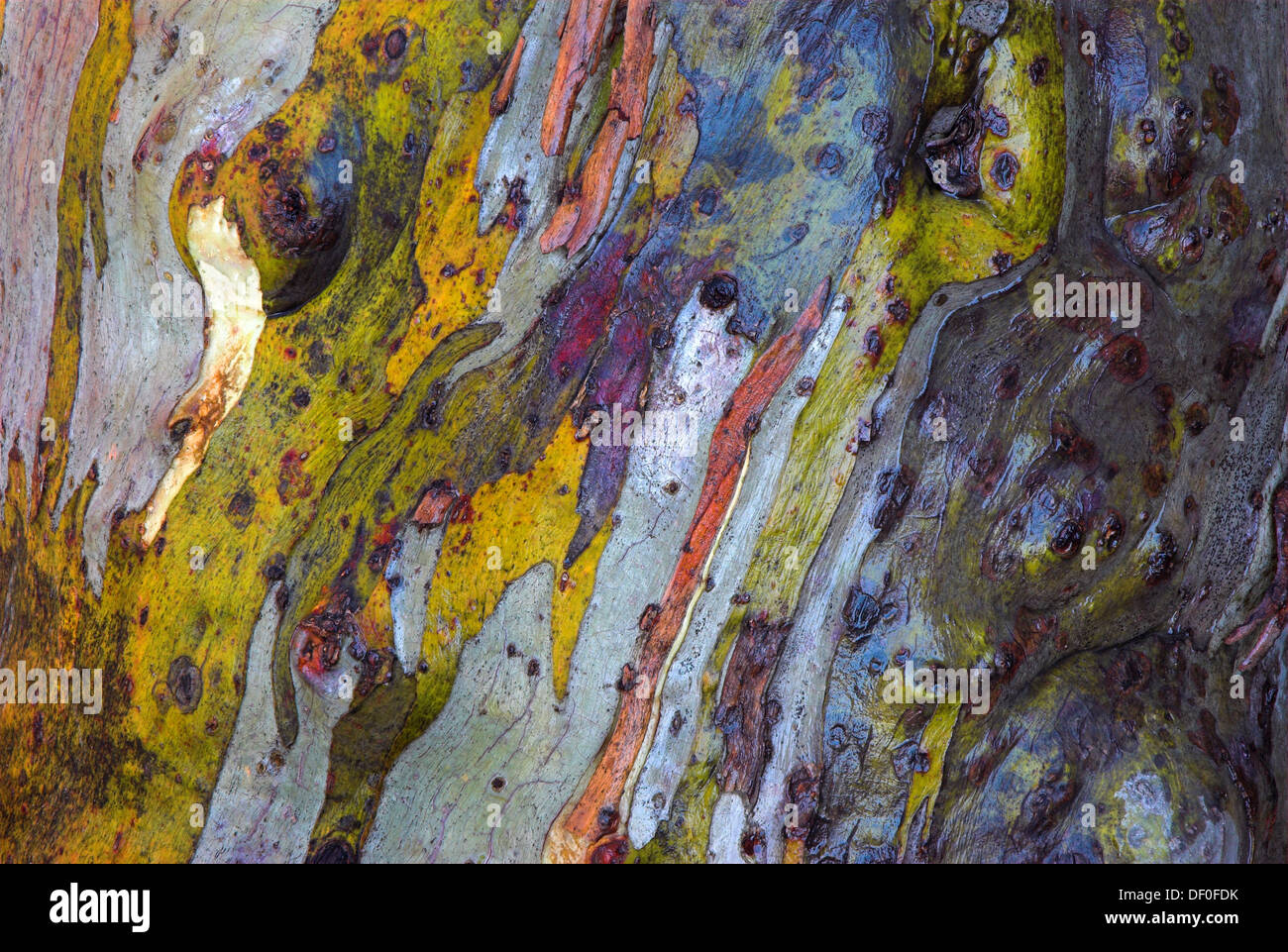 Snow Gum Eucalyptus Pauciflora Bark Snowy Mountains Kosciuszko