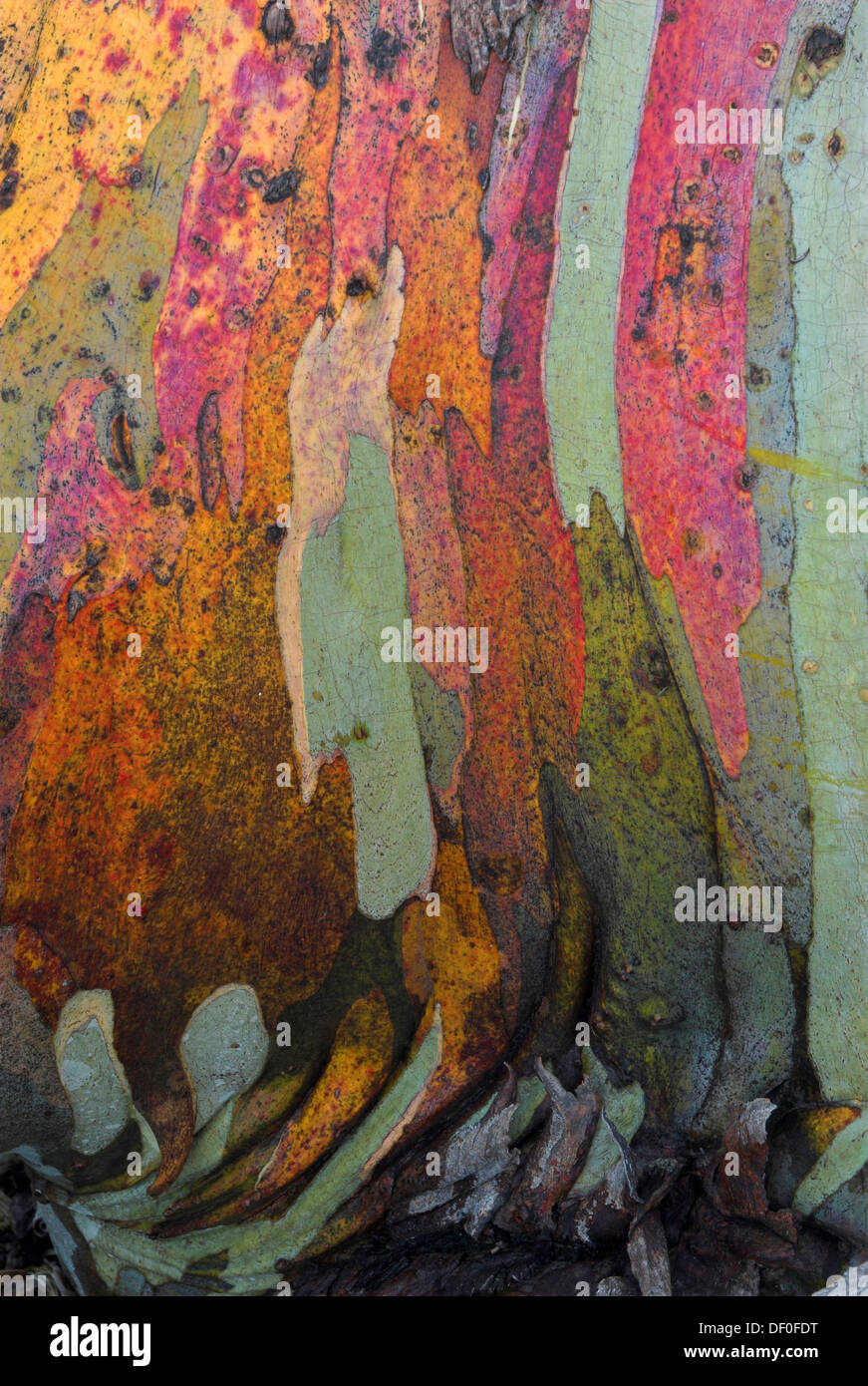 Snow Gum (Eucalyptus pauciflora) bark, Snowy Mountains, Kosciuszko ...