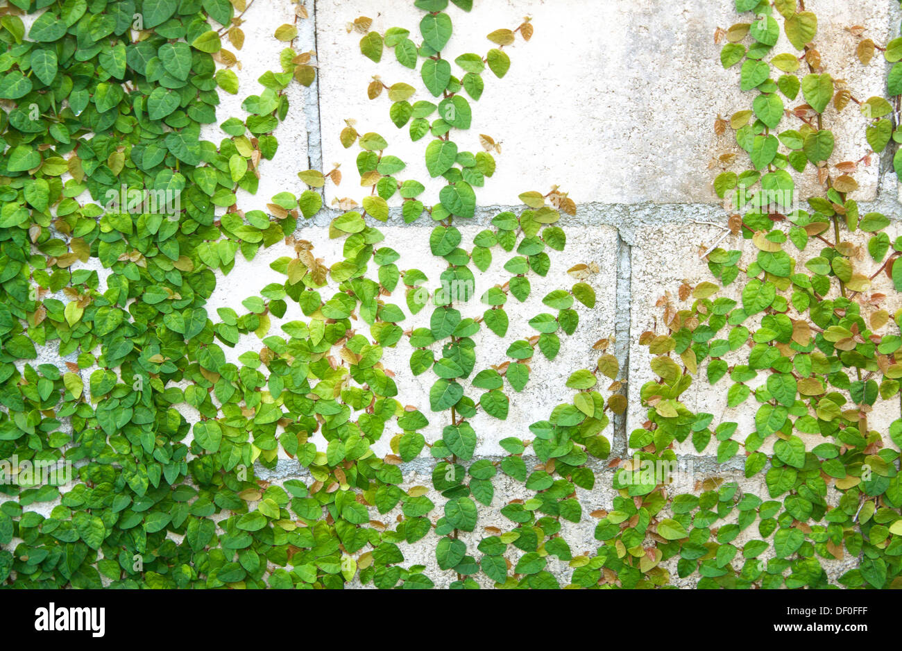 The Green Creeper Plant on the Wall Stock Photo - Alamy