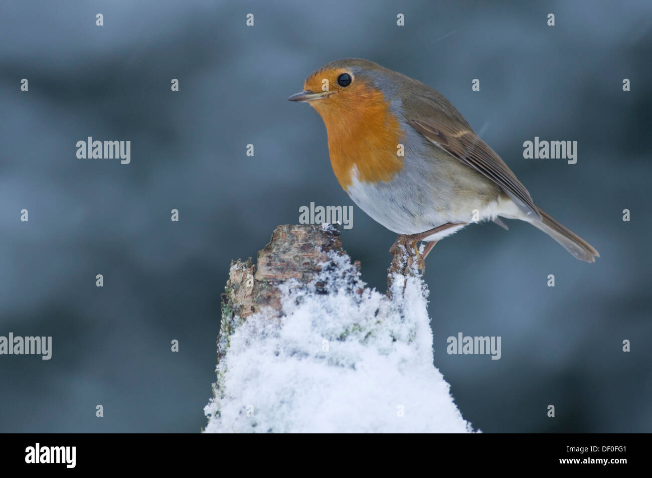 Sedentary birds hi-res stock photography and images - Alamy