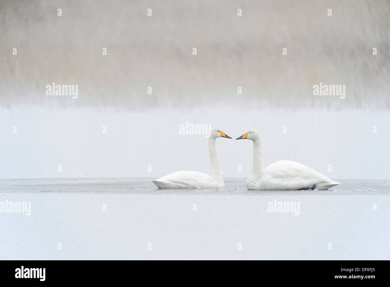 Two Swans Facing Each Other High Resolution Stock Photography and ...
