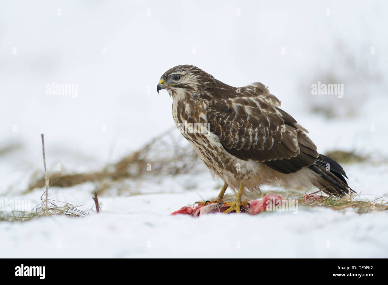 Buzzard ground hi-res stock photography and images - Alamy