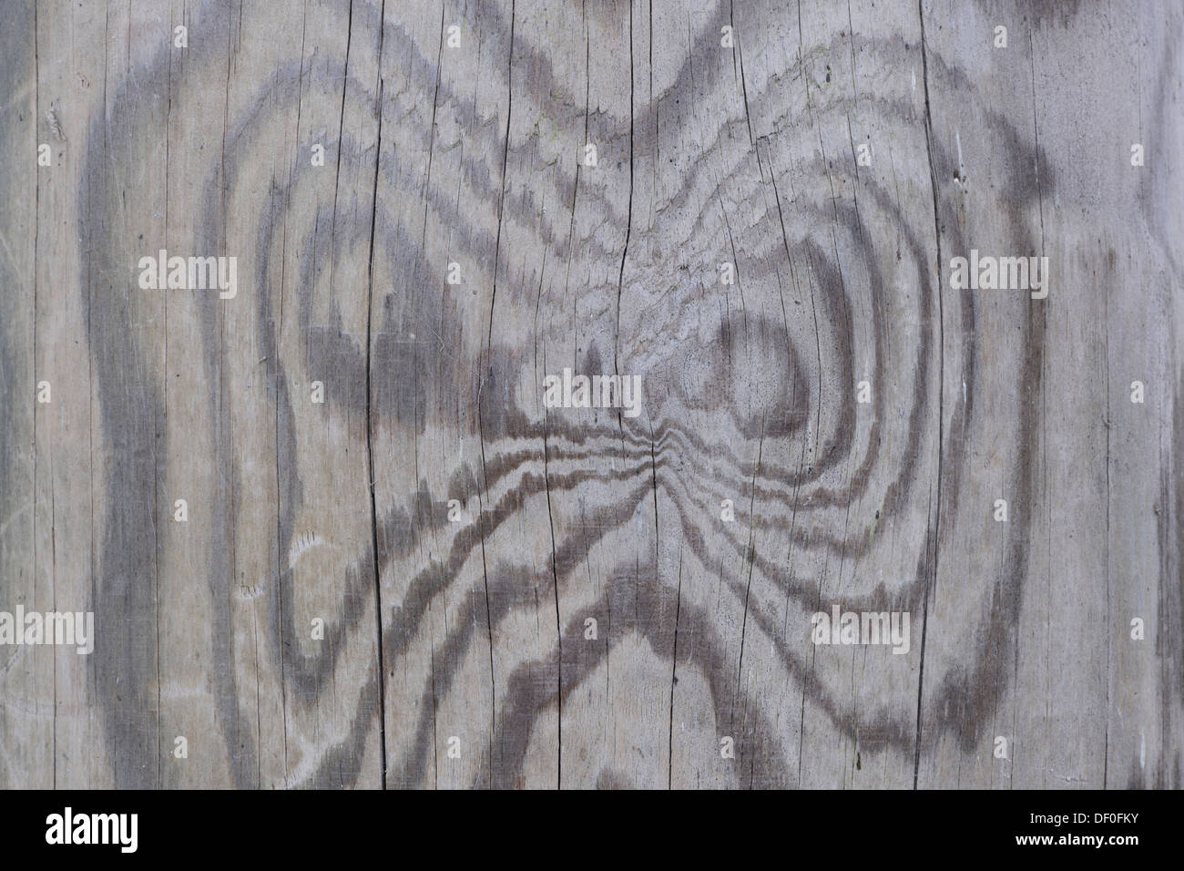 Wood grain of a Scots pine (Pinus sylvestris), St.Peter-Ording, North ...