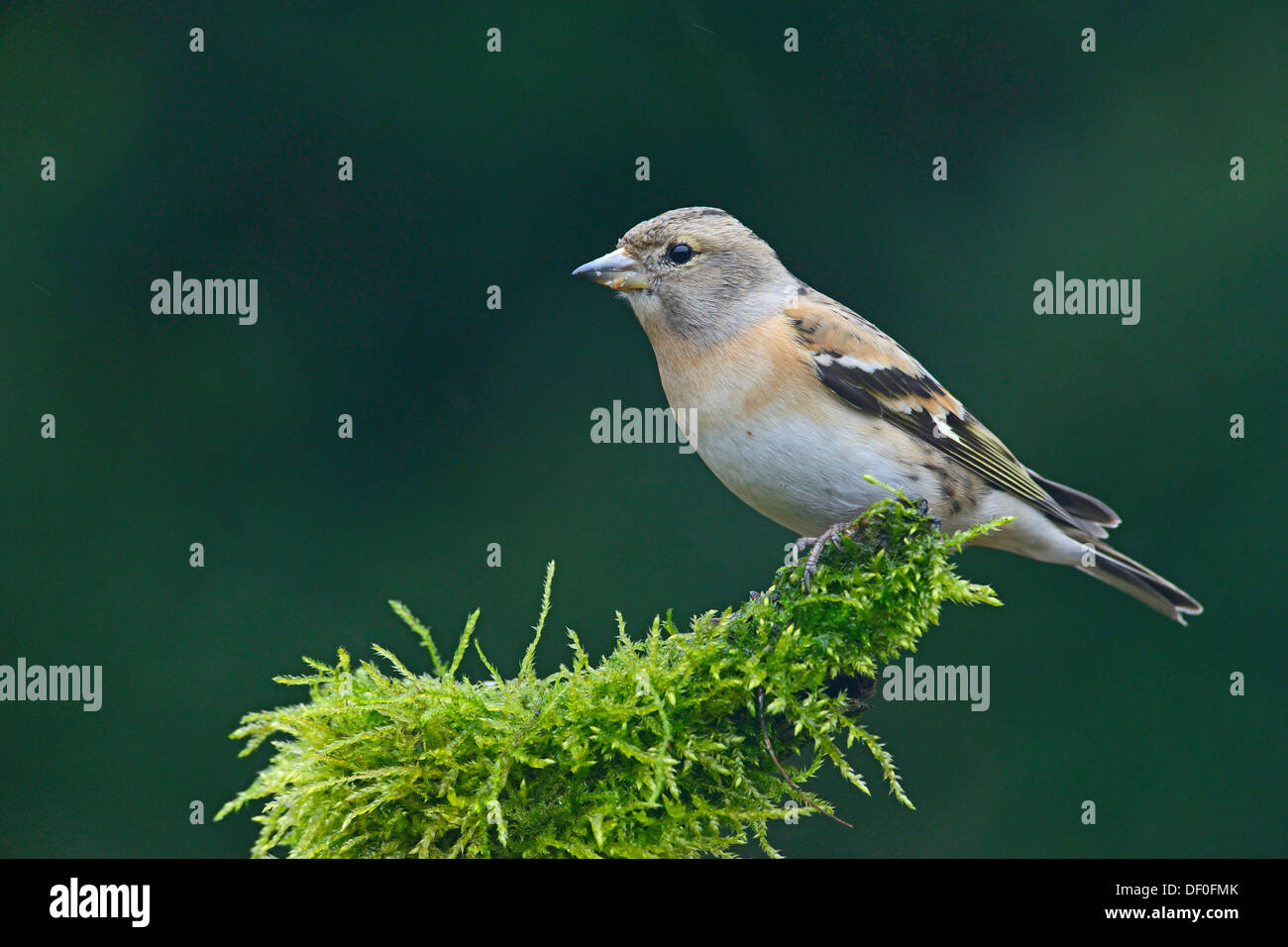 Female brambling hi-res stock photography and images - Alamy