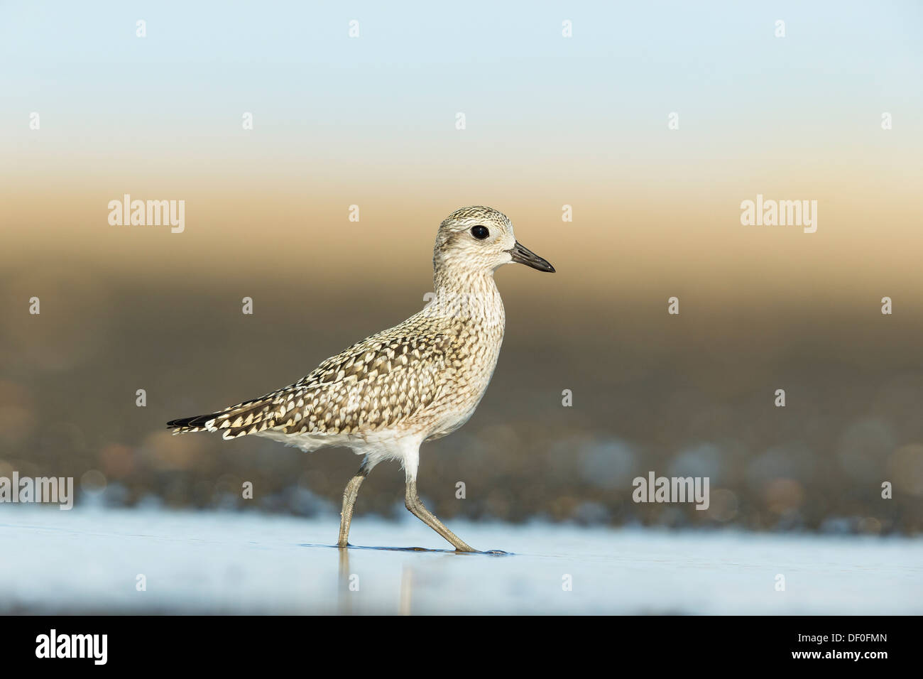 Juvenile American Golden-Plover Sandy Hook Gateway National Recreation ...