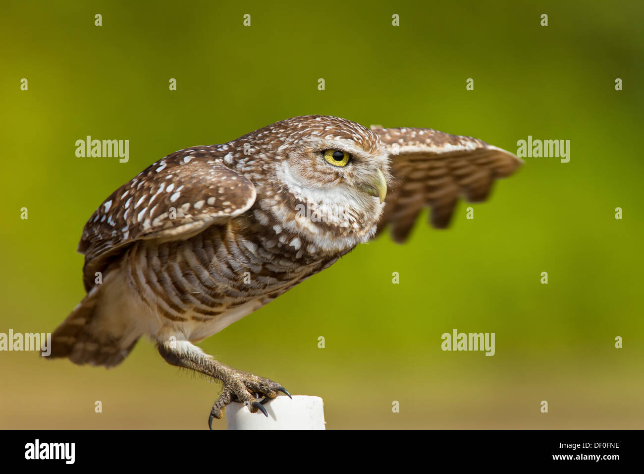 Burrowing Owl standing on a PVC pipe and spreading its wings ...