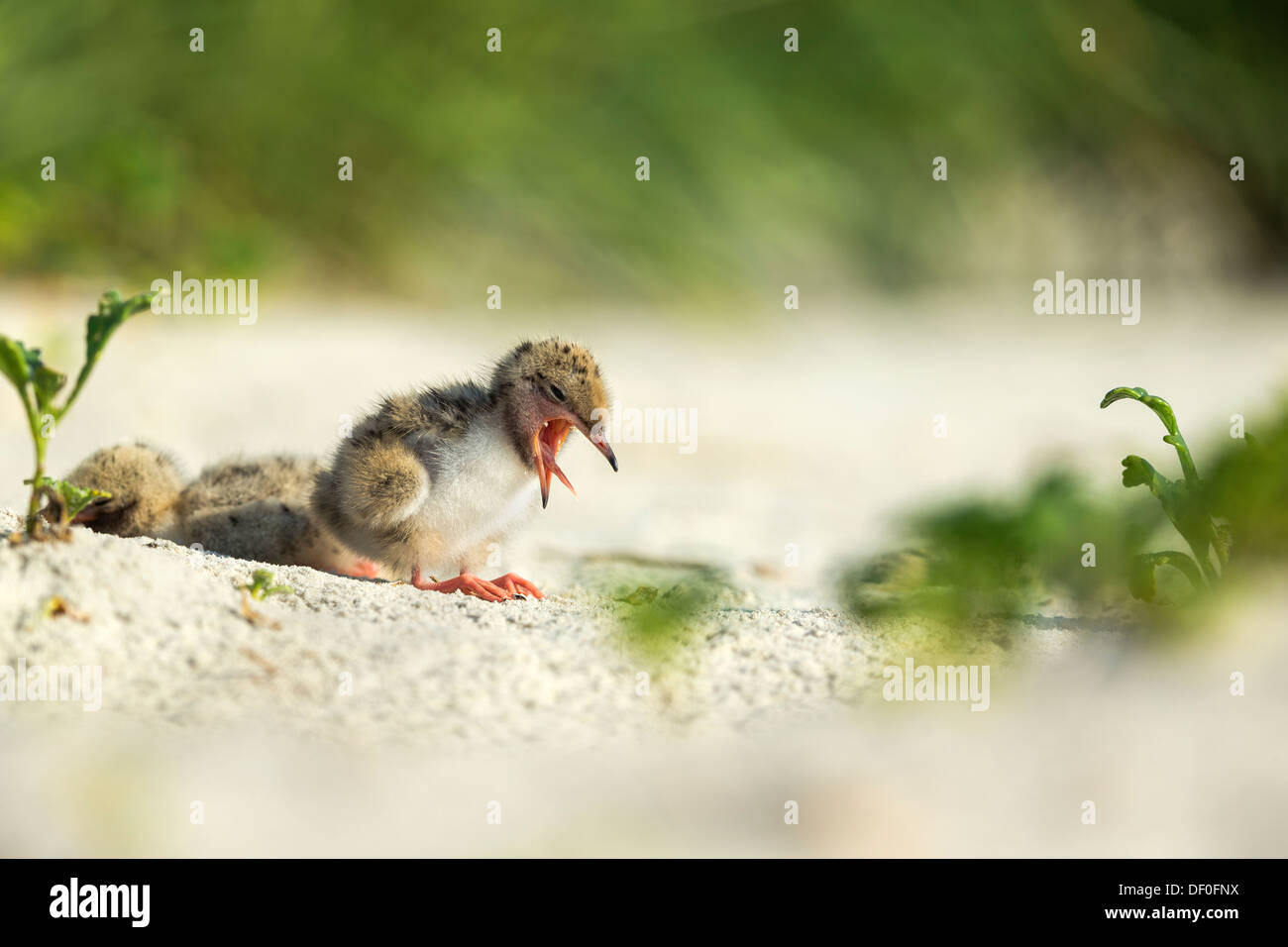 Common Tern / shorebird chicks on the beach Stock Photo - Alamy
