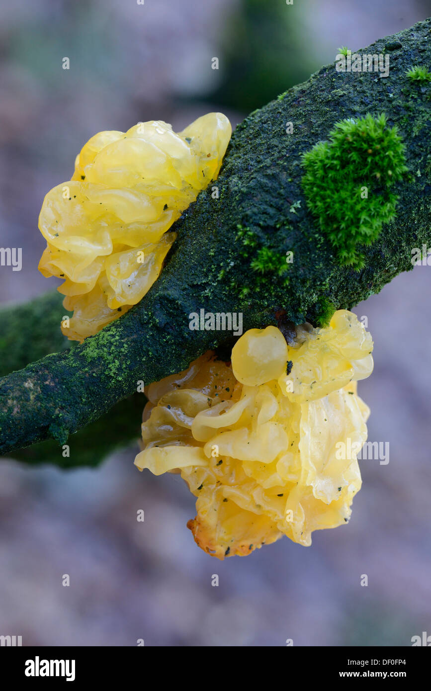 Golden jelly fungus hi-res stock photography and images - Alamy
