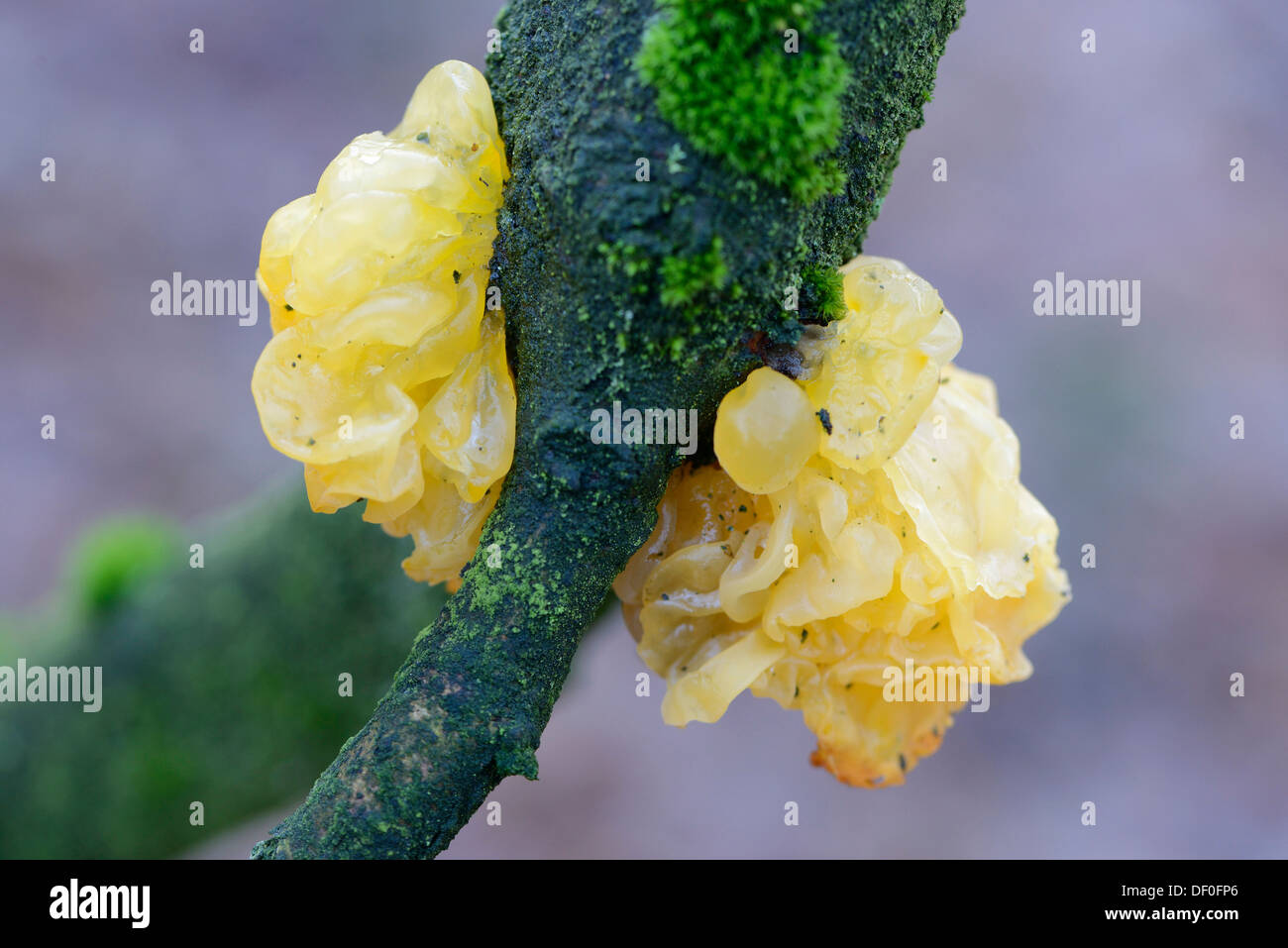 Yellow Brain, Golden Jelly Fungus, Yellow Trembler or Witches' Butter ...