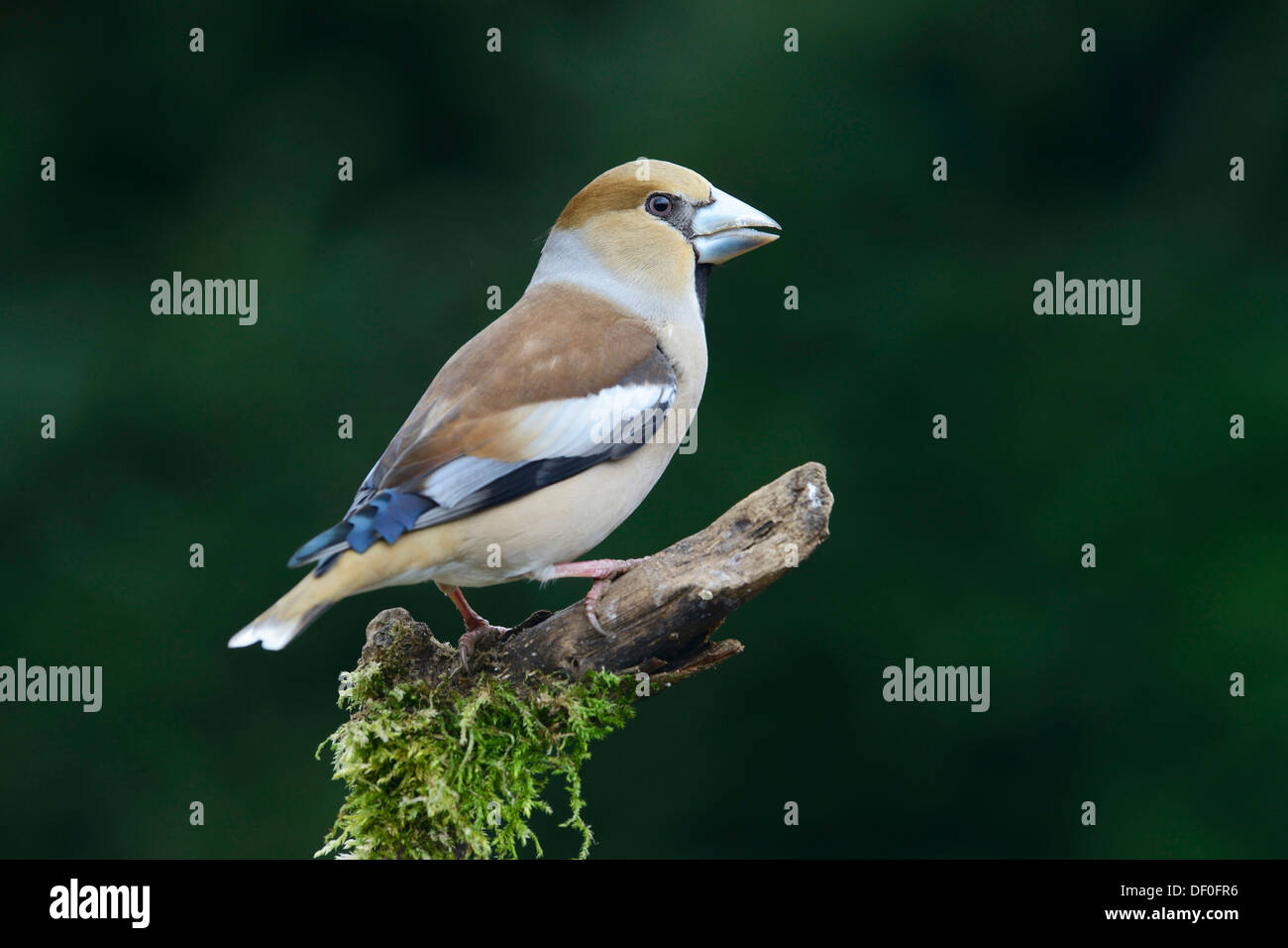 Female hawfinch coccothraustes hi-res stock photography and images - Alamy