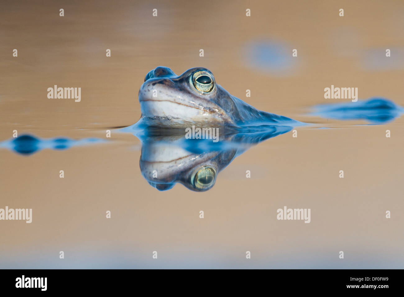 Frog reflecting in water hi-res stock photography and images - Alamy