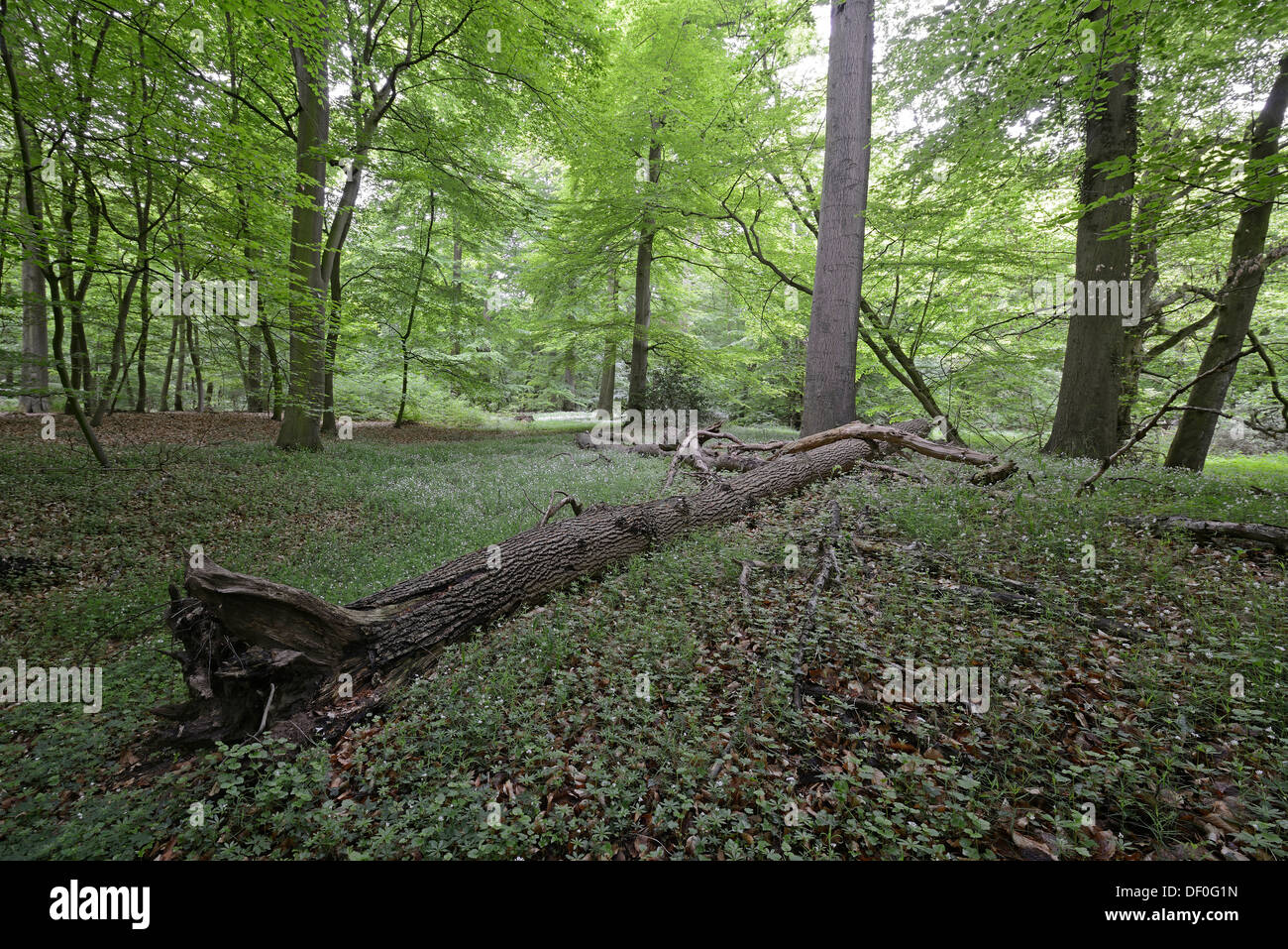 Biener hi-res stock photography and images - Alamy