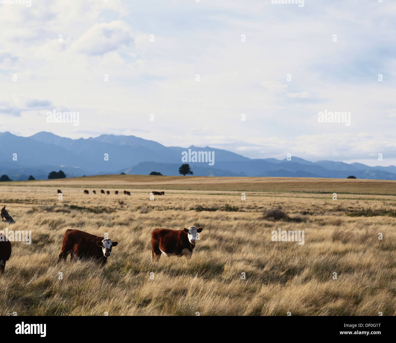 New Zealand, North Island, Hastings, Cows with the Ruahine Range ...