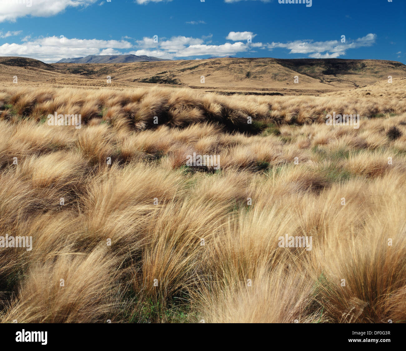 New Zealand, South Island, Red Tussock Region, Fiordland National Park ...