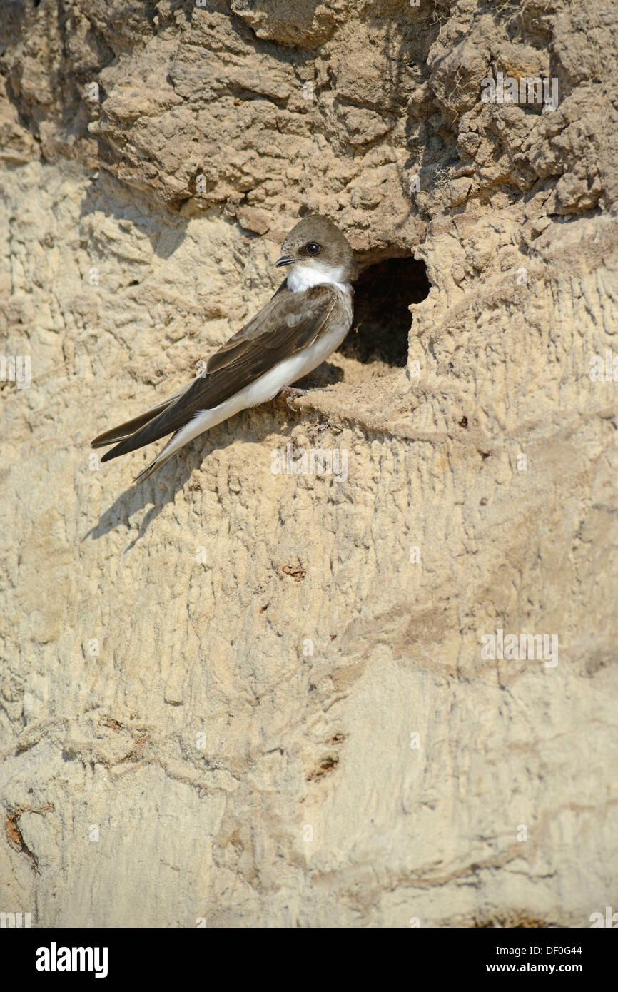 Sand Martin (Riparia riparia) outside a breeding cave, Niederlangen ...