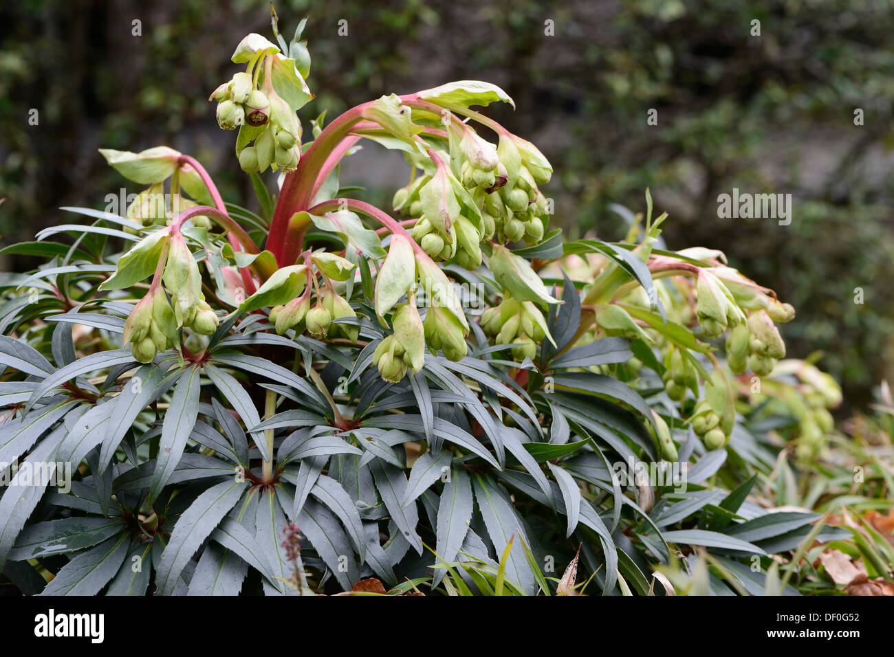 Stinking hellebores hi-res stock photography and images - Alamy