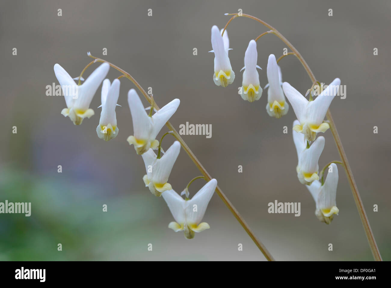 Dutchman's Breeches (Dicentra cucullaria), Haren, Emsland, Lower Saxony ...