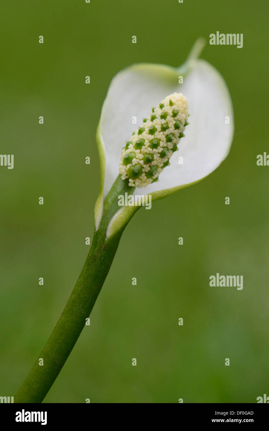 Lower marsh close hi-res stock photography and images - Alamy