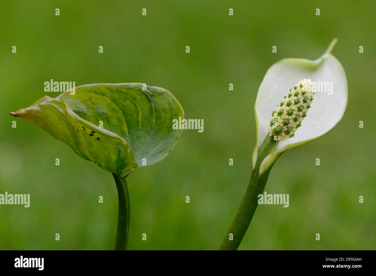 Bog Arum High Resolution Stock Photography and Images - Alamy