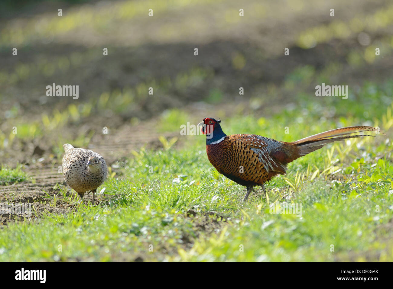 Pheasants (Phasianus colchicus), rooster and hen, Haren, Emsland, Lower ...