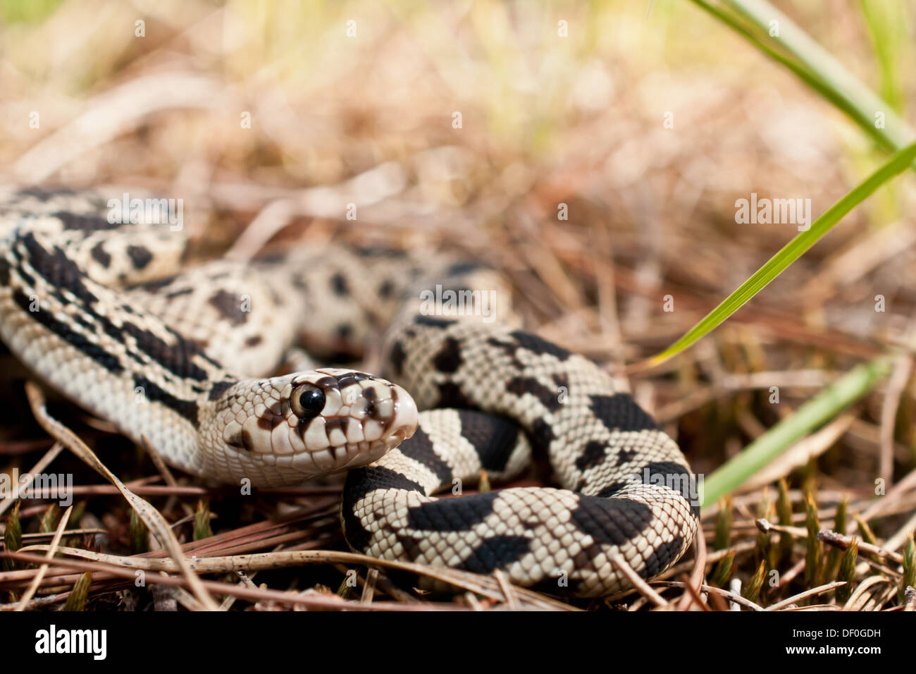 Baby grass snake hi-res stock photography and images - Alamy