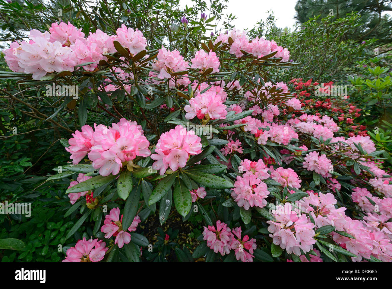 Shrubs pink rhododendron shrub hi-res stock photography and images - Alamy