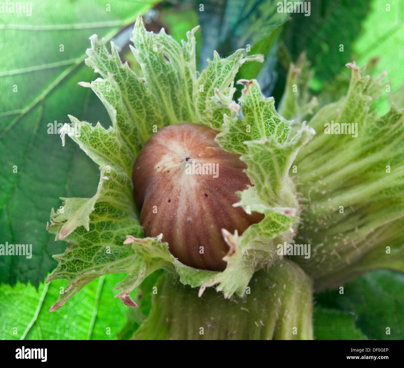 Hazelnut harvest hi-res stock photography and images - Alamy