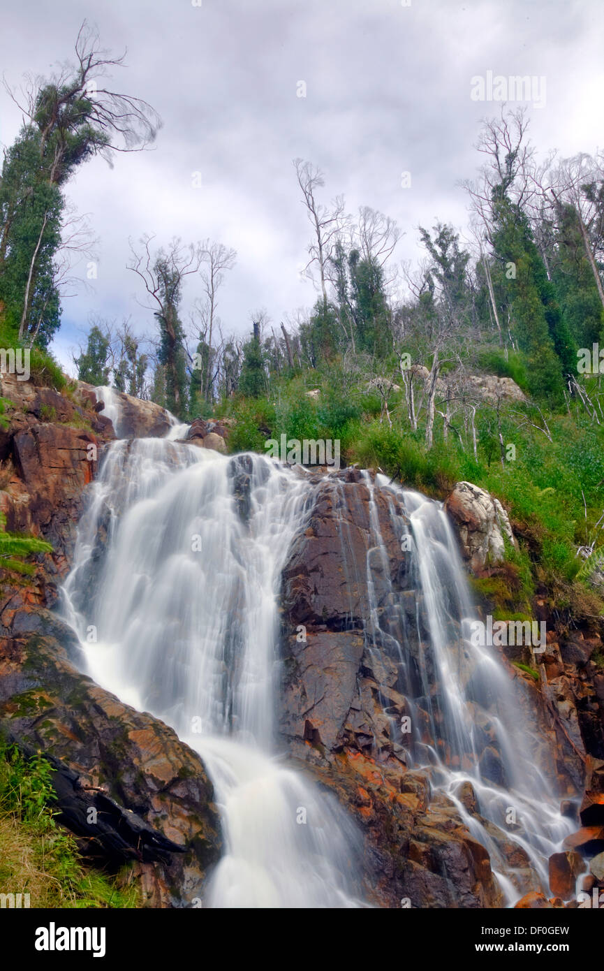 Regrowth forest hi-res stock photography and images - Alamy