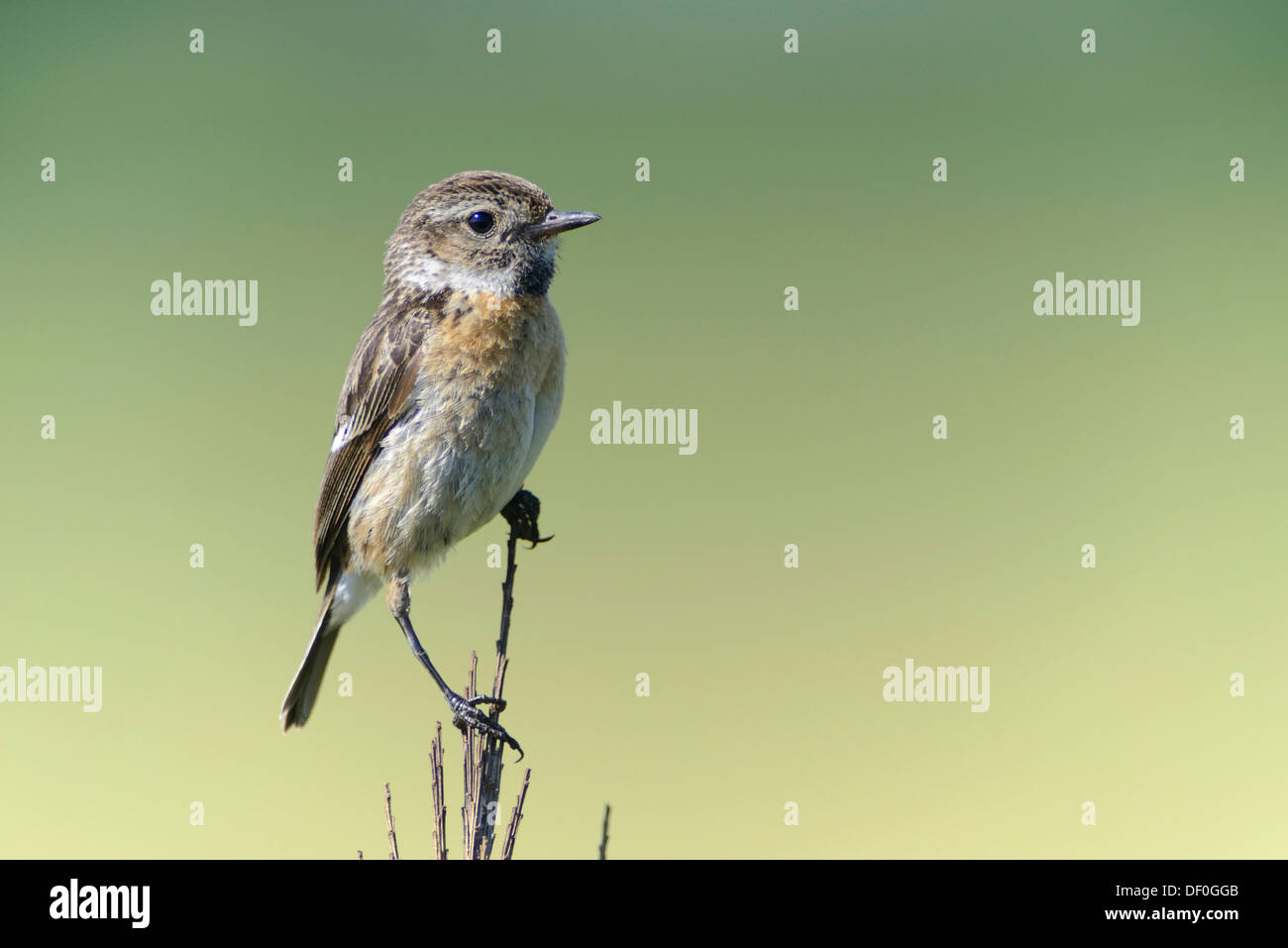 Female african stonechat hi-res stock photography and images - Alamy