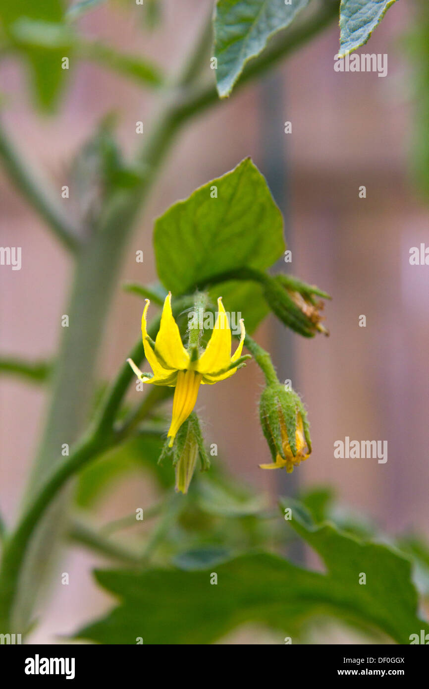 Tomato flower, Solanum lycopersicum Stock Photo - Alamy