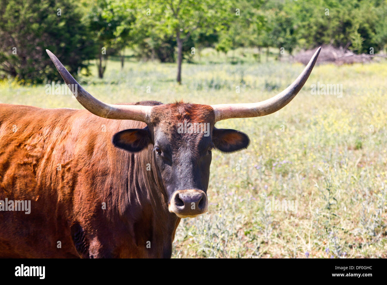 Texas Longhorn Cow High Resolution Stock Photography and Images - Alamy