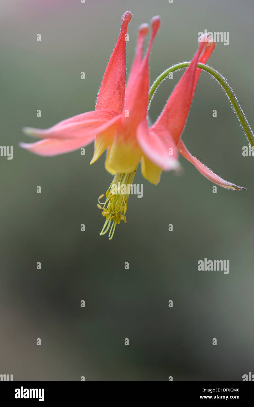 Crimson Columbine (Aquilegia formosa), Haren, Emsland, Lower Saxony ...