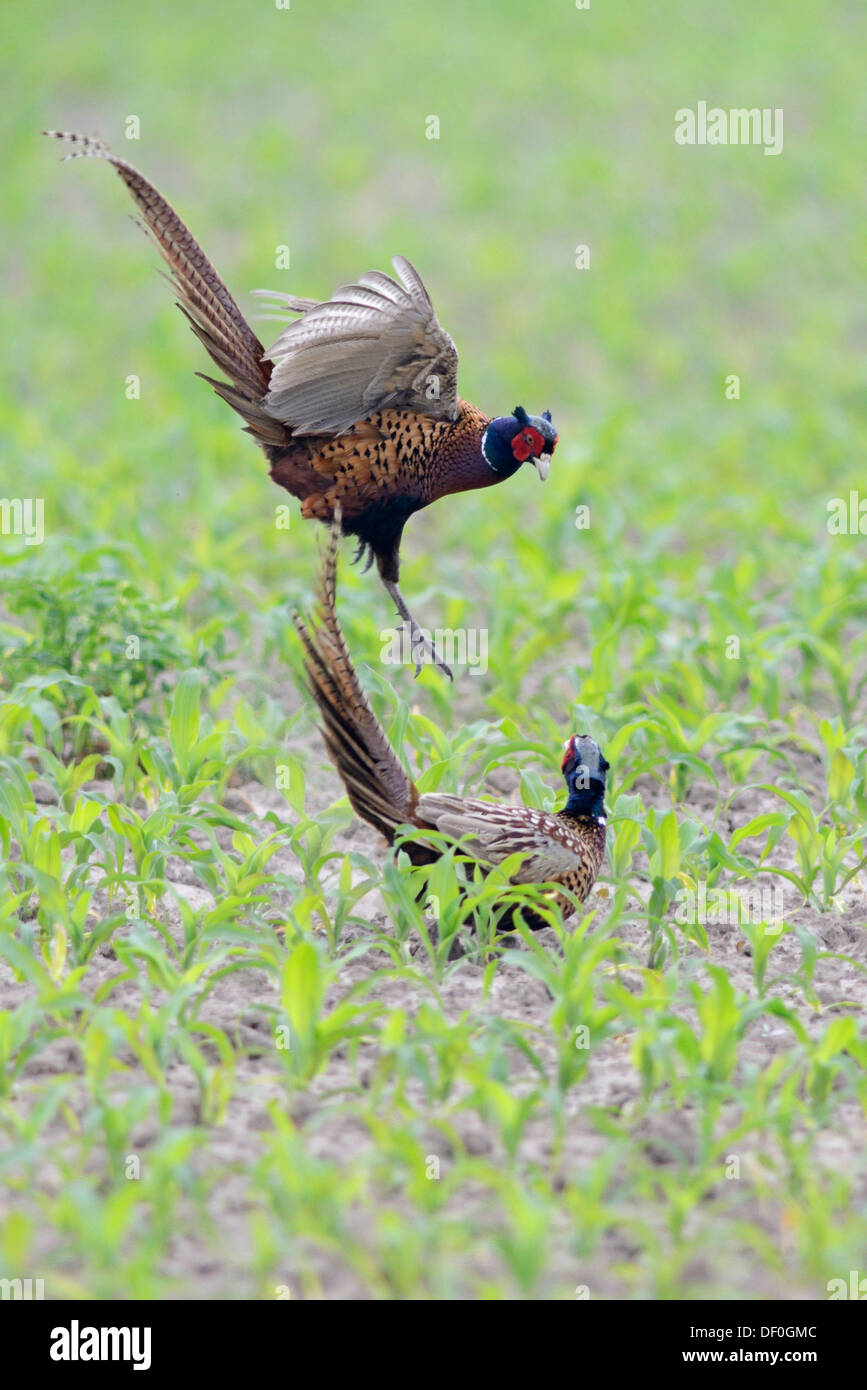 Fighting Common Pheasants (Phasianus colchicus), Haren, Emsland, Lower Saxony, Germany Stock ...