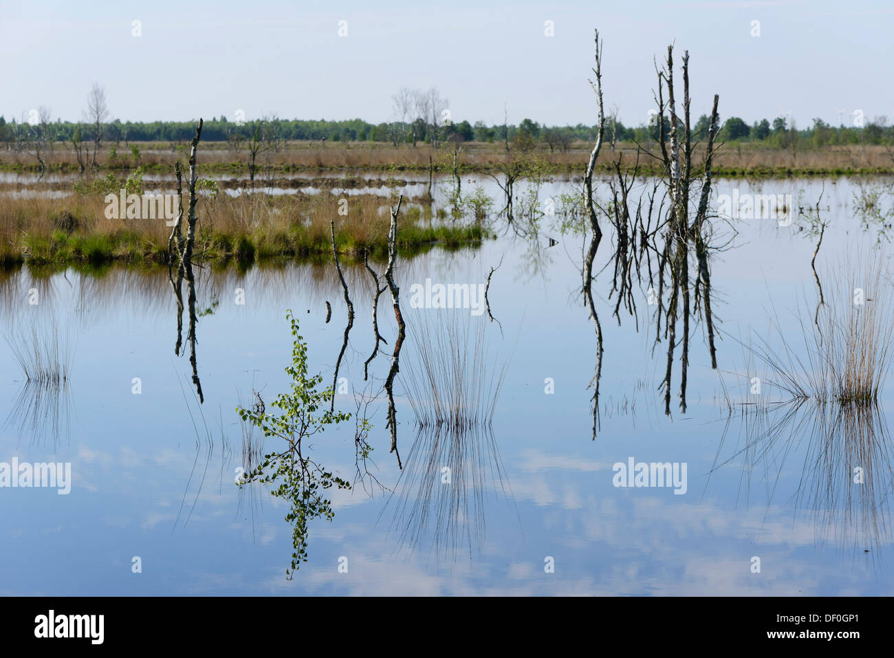 Wetland regeneration area, Haren, Emsland, Lower Saxony, Germany Stock ...