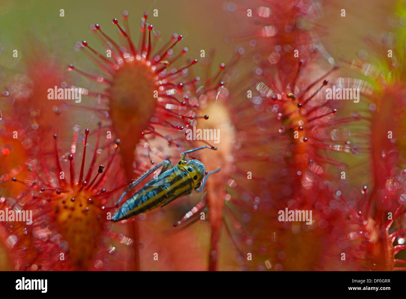 Oblong-leaved Sundew or Spoonleaf Sundew (Drosera intermedia) with a ...