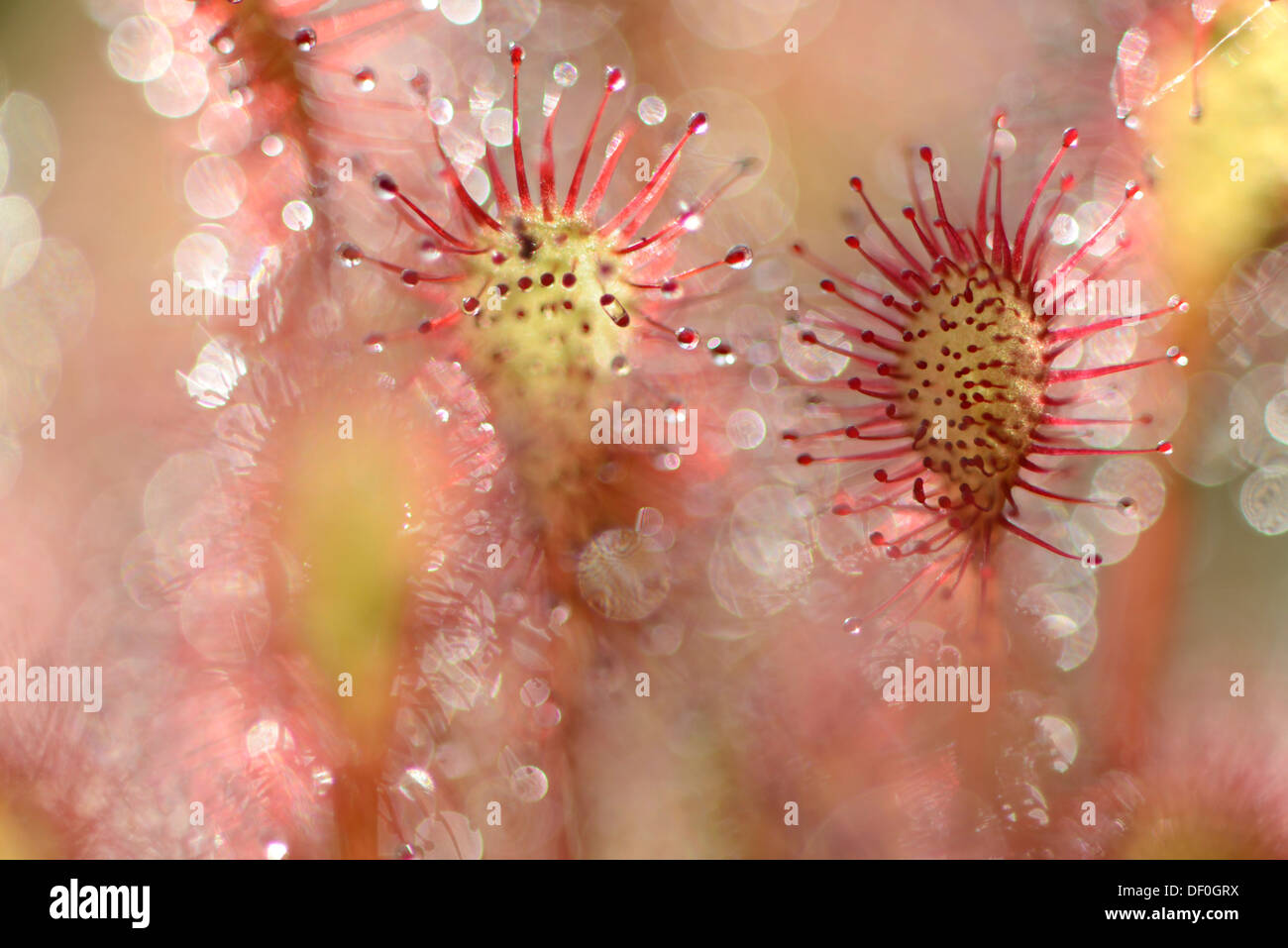 Oblong leaved sundew hi-res stock photography and images - Alamy