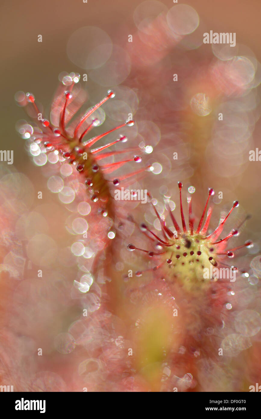 Oblong-leaved Sundew or Spoonleaf Sundew (Drosera intermedia), Fehndorf ...