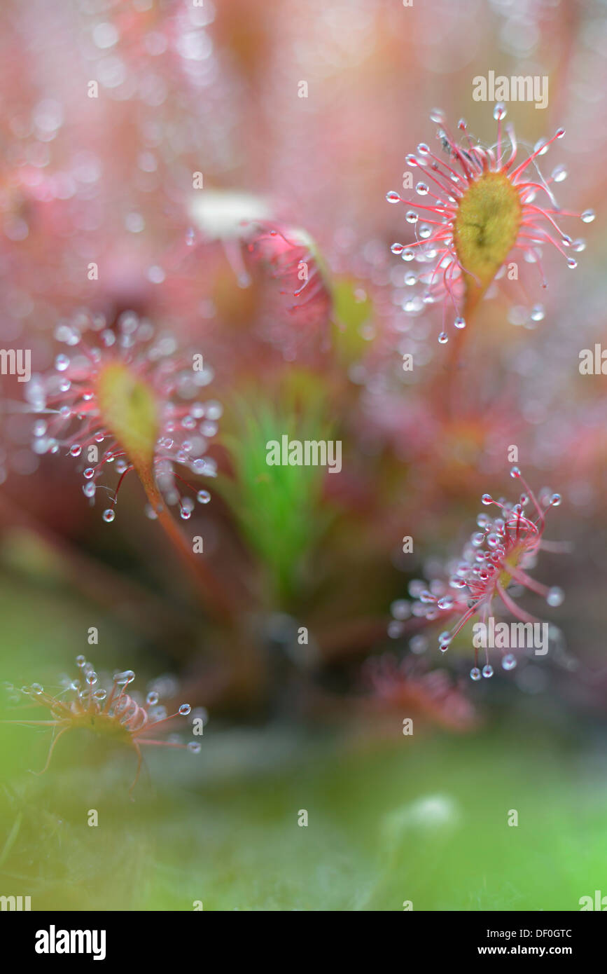 Oblong leaved sundew hi-res stock photography and images - Alamy