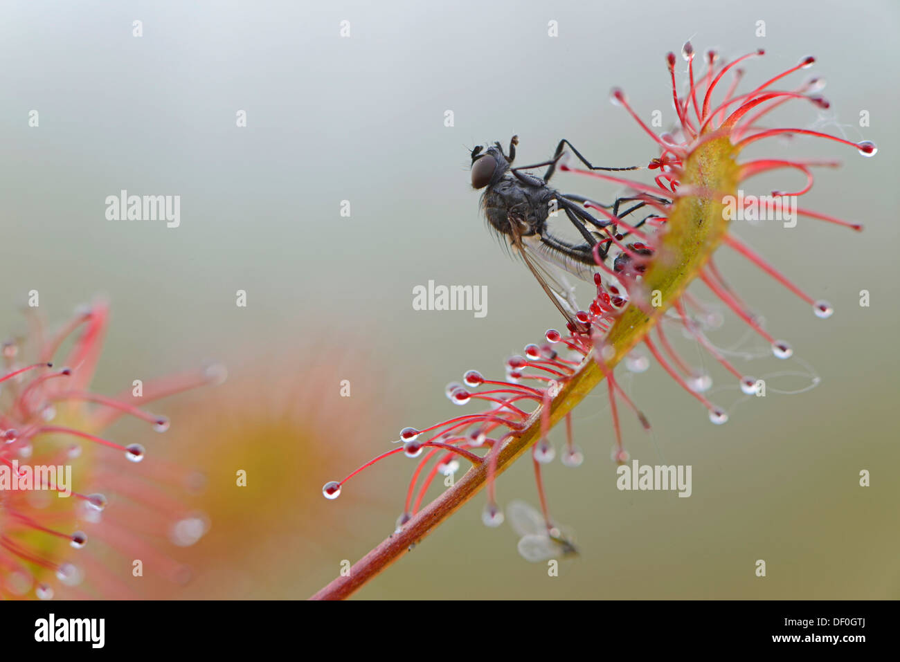 Sundew (drosera intermedia) with insect hi-res stock photography and ...