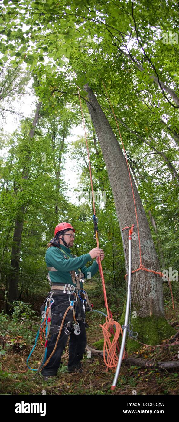 Cone picker Stefan Teschke prepares to climb up into a Small-leaved ...