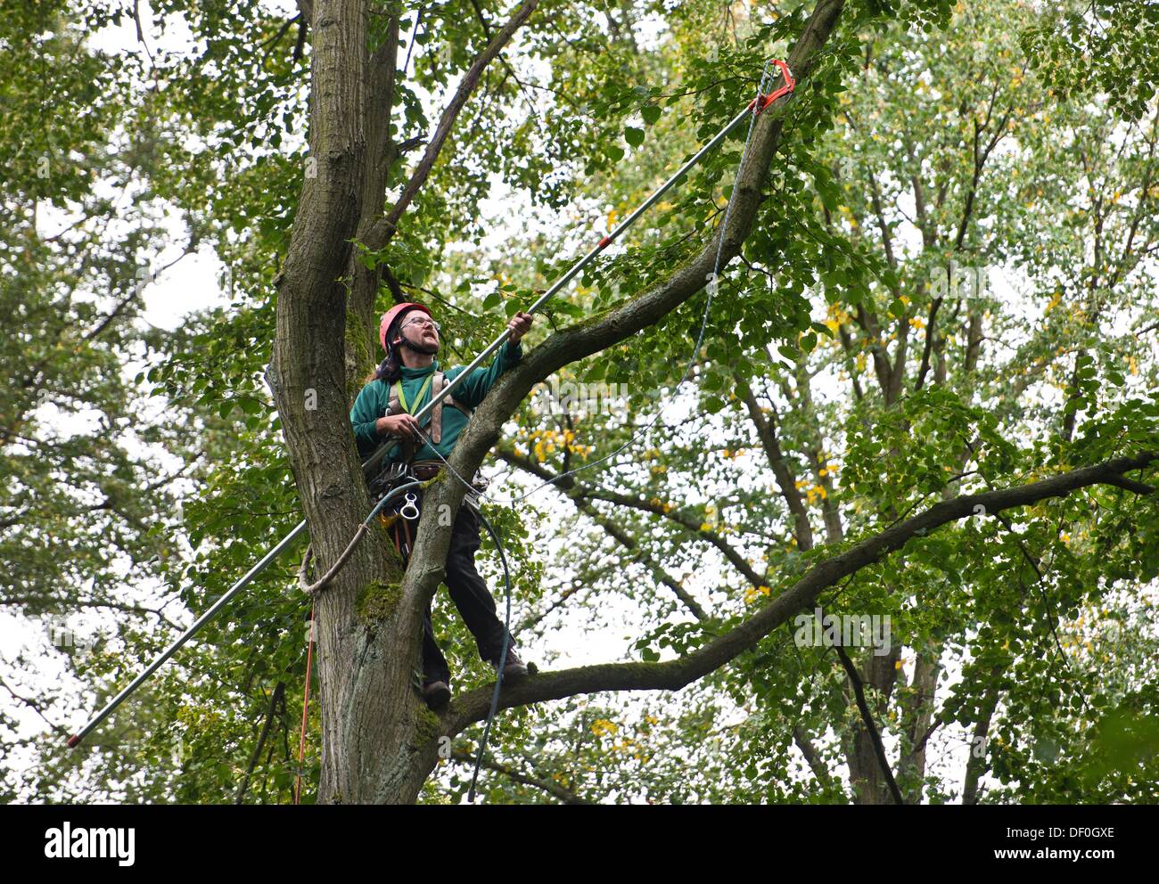 Cone picker Stefan Teschke climbs up into a Small-leaved Lime (lat ...