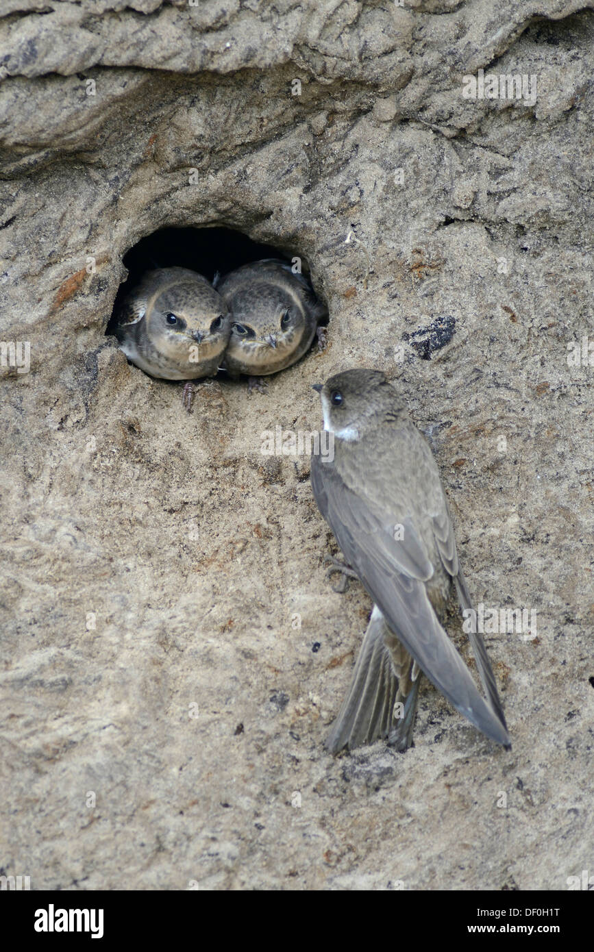 Sand Martins or Bank Swallows (Riparia riparia), adult bird with ...
