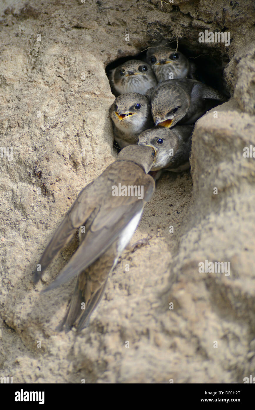 Sand Martins or Bank Swallows (Riparia riparia), adult bird feeding ...