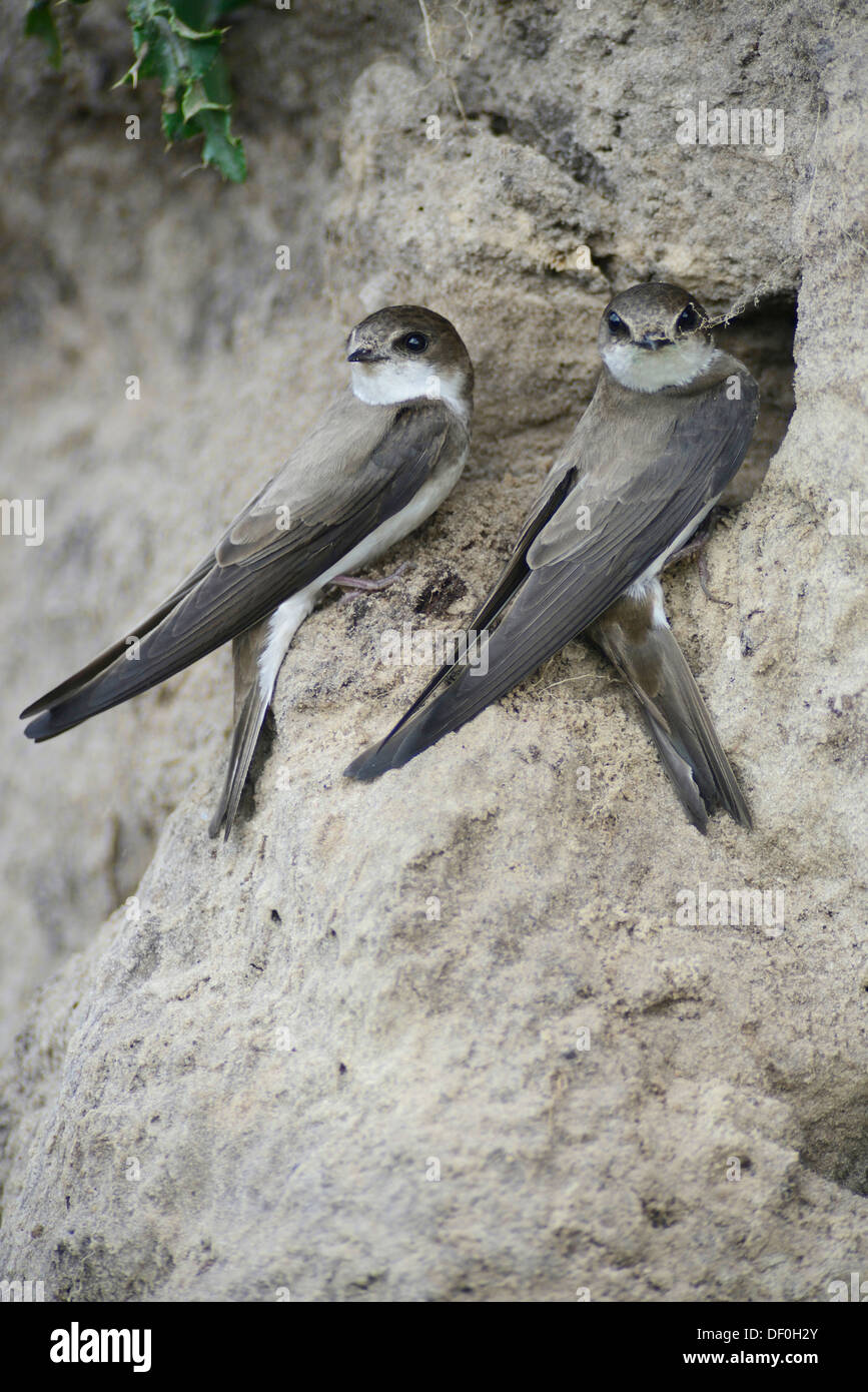 Sand Martins or Bank Swallows (Riparia riparia), adult birds perched ...