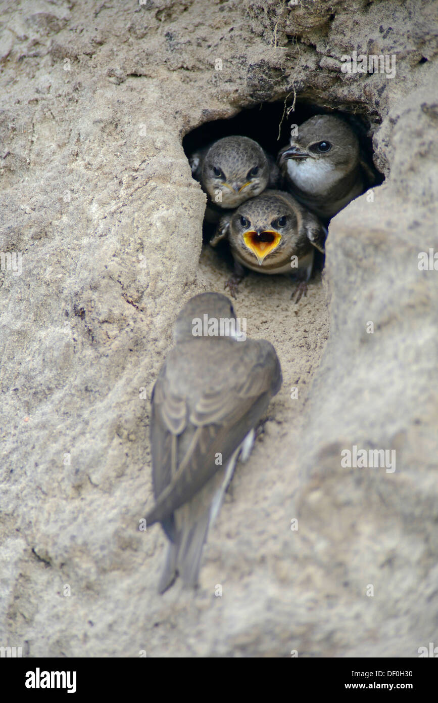 Sand Martins or Bank Swallows (Riparia riparia), adult bird with ...