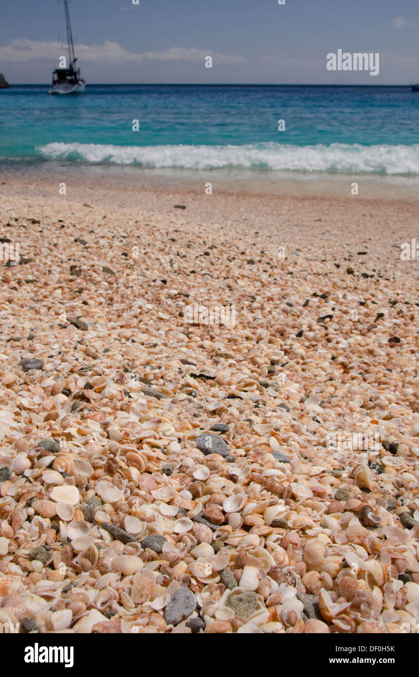St barts shell seashell beach detail hi-res stock photography and ...