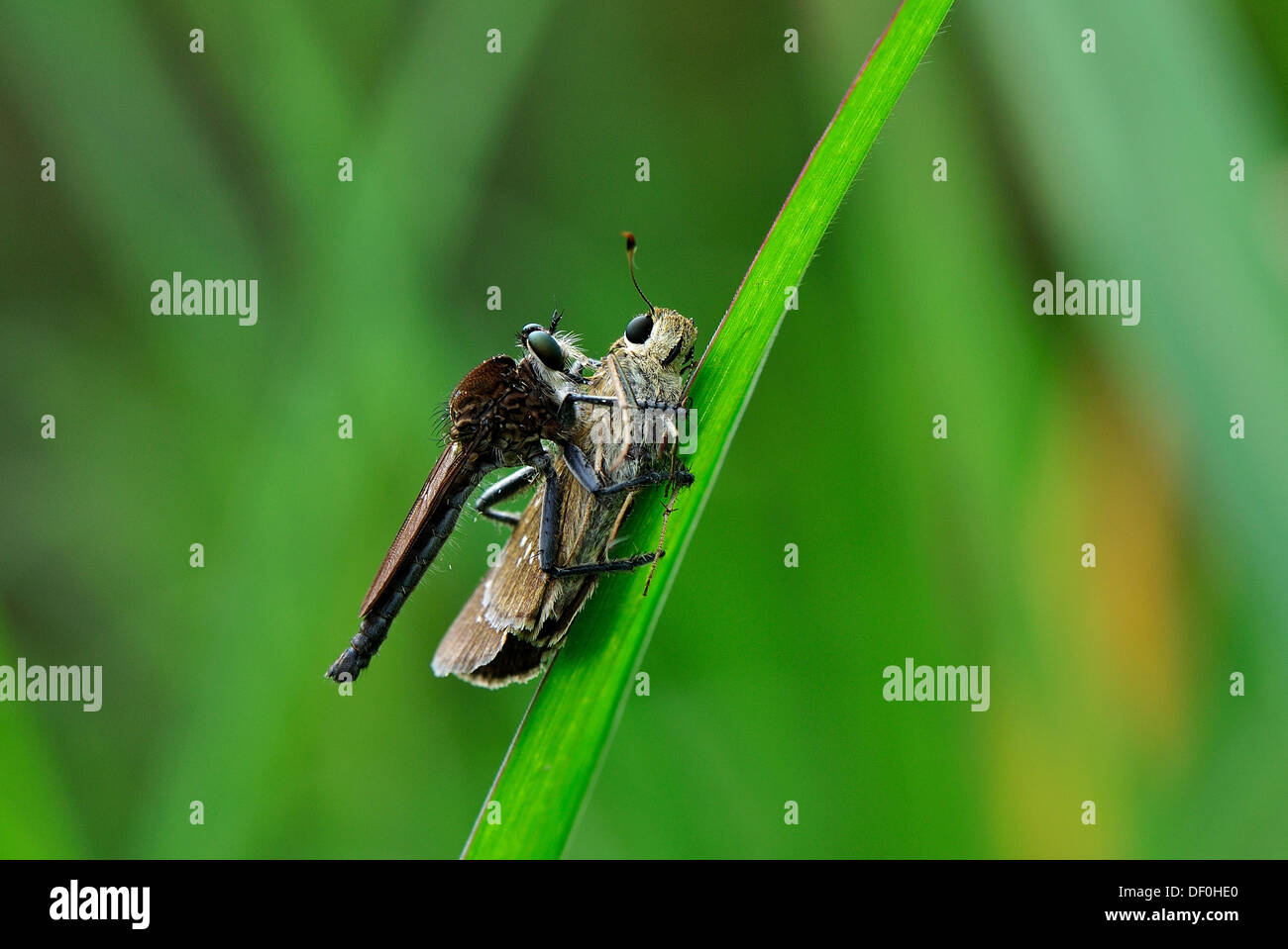 Daylight robbery hi-res stock photography and images - Alamy